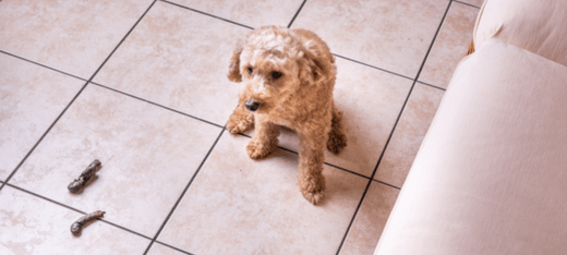 2 Best Robot Vacuums That Can Avoid Dog Poop – Narwal Robotics